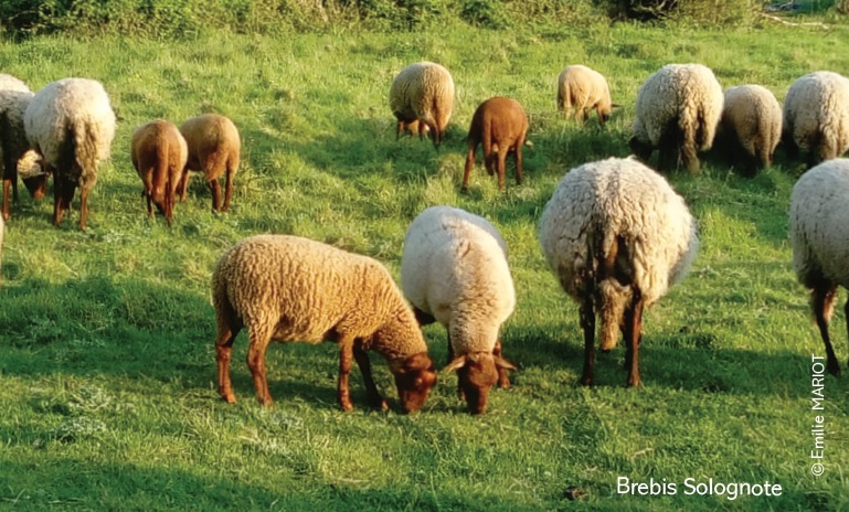 Préservation de l’élevage extensif en milieux humides – Agence ...