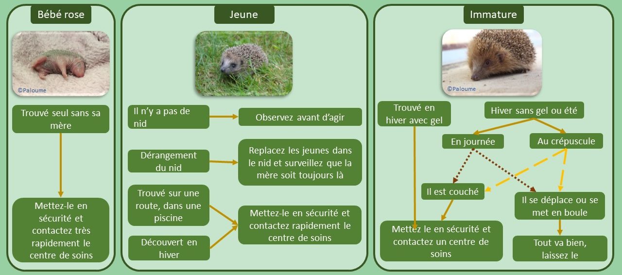 Le Hérisson d’Europe – Agence Régionale de la Biodiversité Nouvelle ...
